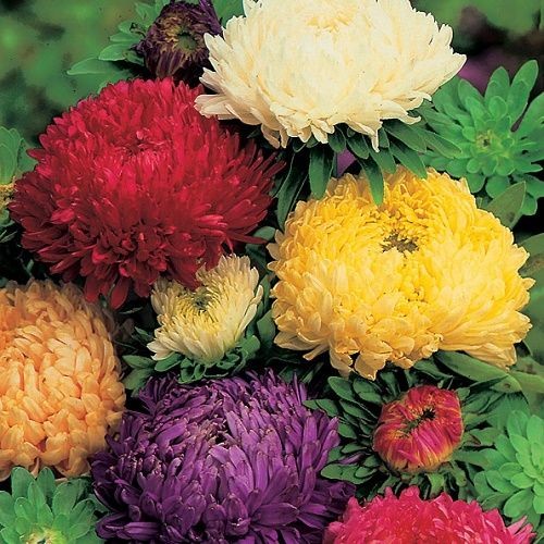 Aster Formula Mixed – GardenGuru