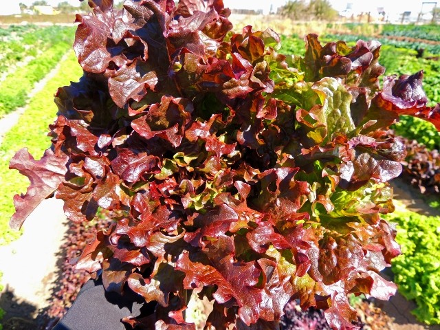Lettuce Biscia Salad Bowl seeds – GardenGuru