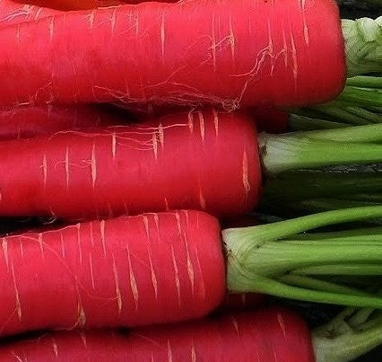 Red Carrot – GardenGuru