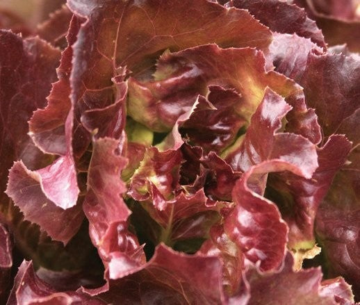 Lettuce Butterhead Red – GardenGuru