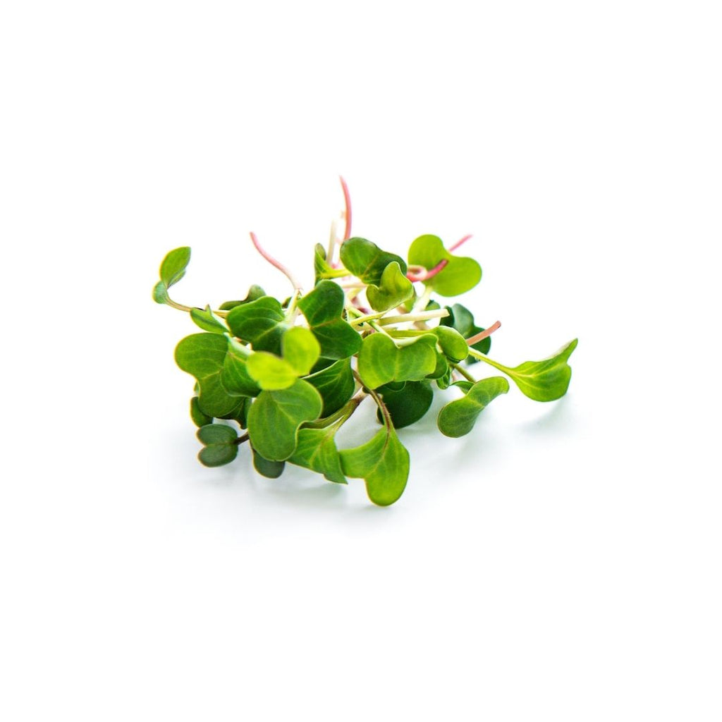 Knol Khol Kohlrabi Microgreens seeds online india – GardenGuru