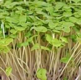 Turnip Microgreens seeds online india – GardenGuru