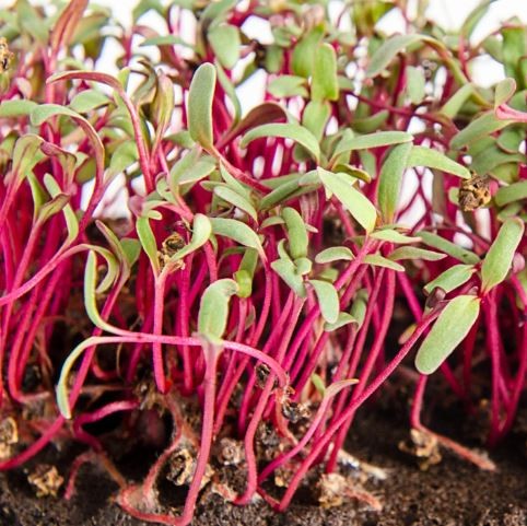 Beetroot Microgreens seeds online india – GardenGuru