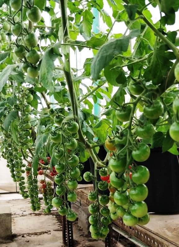 Cherry Tomatoes-Suncherry – GardenGuru