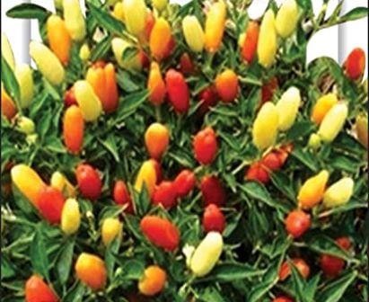 Ornamental Chilli Mixed – GardenGuru