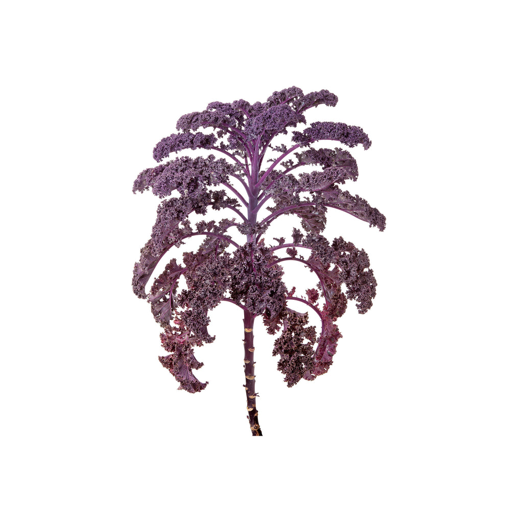 Kale Red Russian seeds – GardenGuru