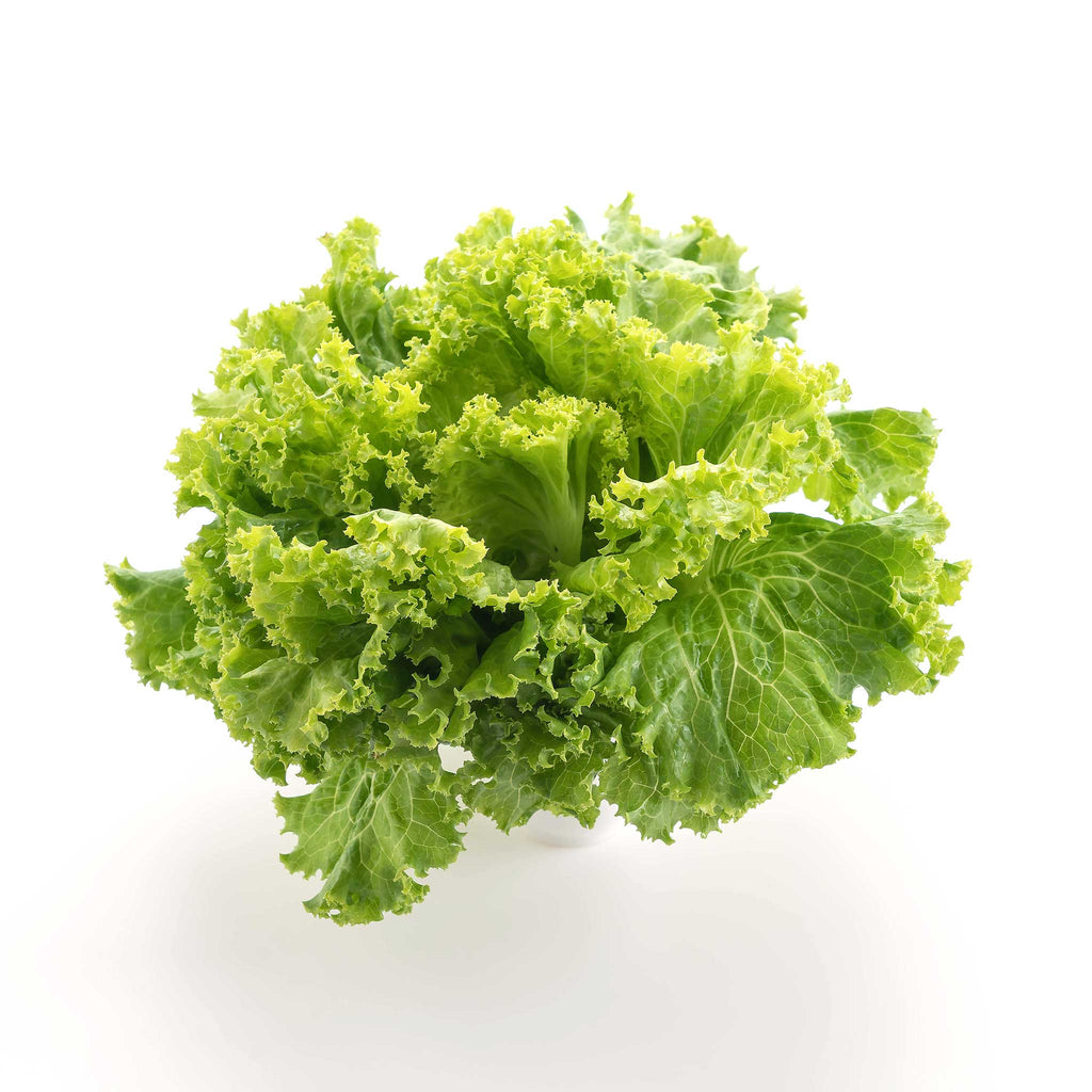 Premium Lollo Bionda Lettuce Seeds – GardenGuru