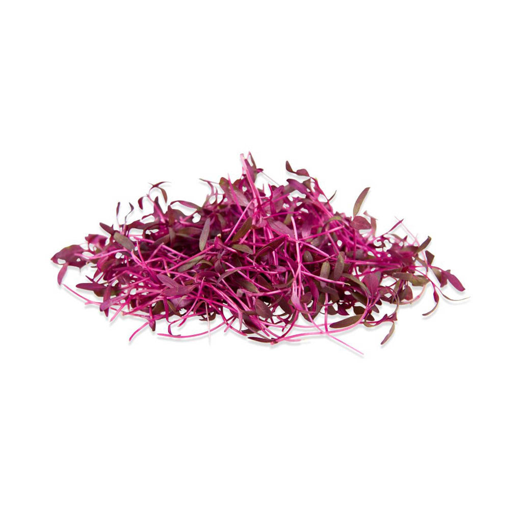 Amaranthus Red Microgreens Seeds – GardenGuru
