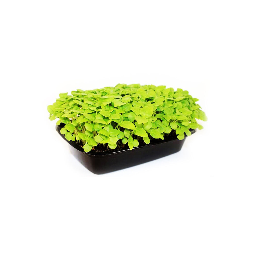 Green Basil Microgreens – GardenGuru