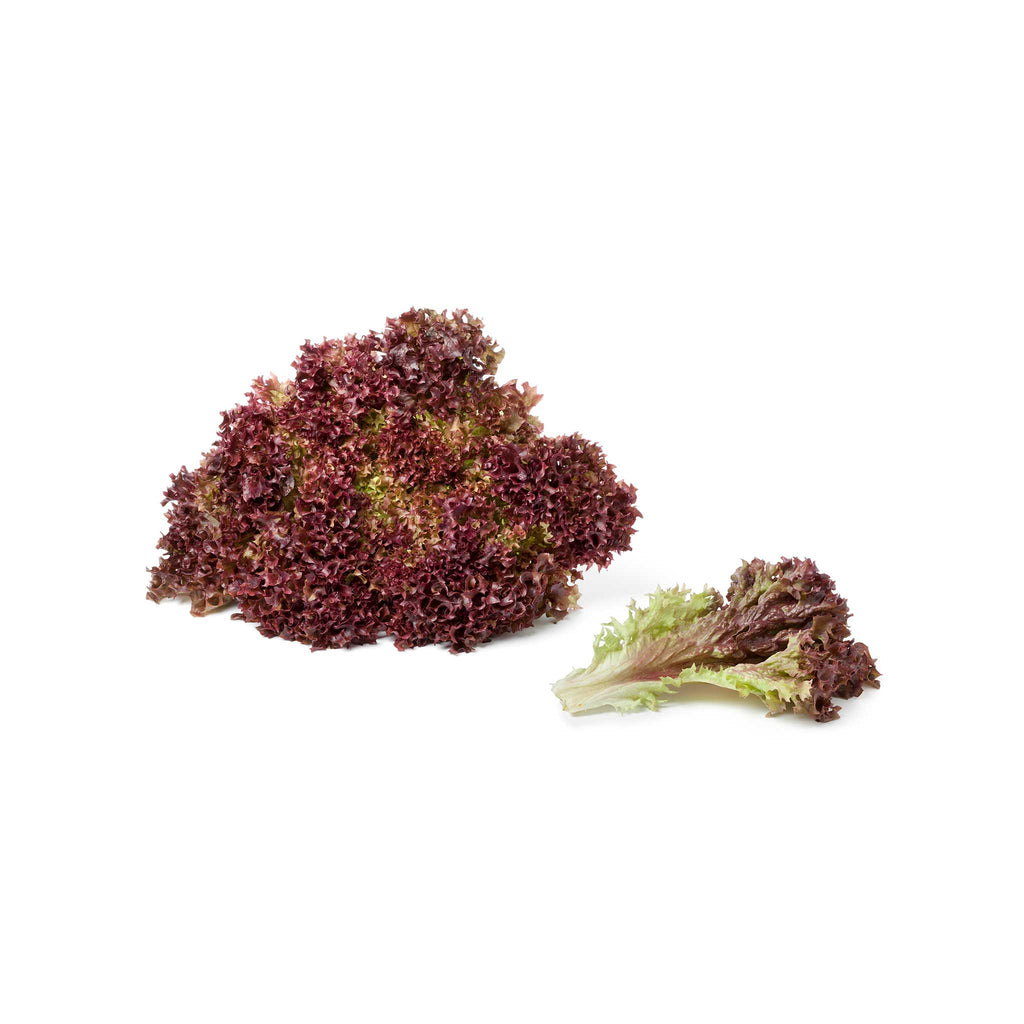 Lettuce Lollo Rossa – GardenGuru