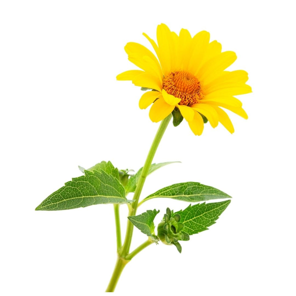 Miniature sunflower Seeds – GardenGuru