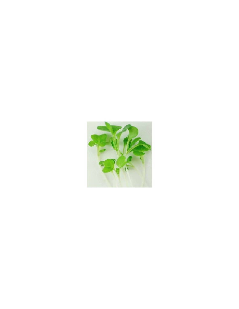 Bok Choy (Pak Choi) Microgreens Seeds – GardenGuru