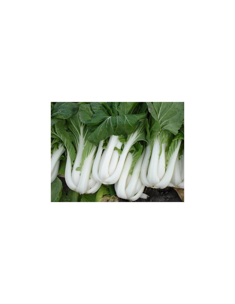 Imported Pak Choi White – GardenGuru