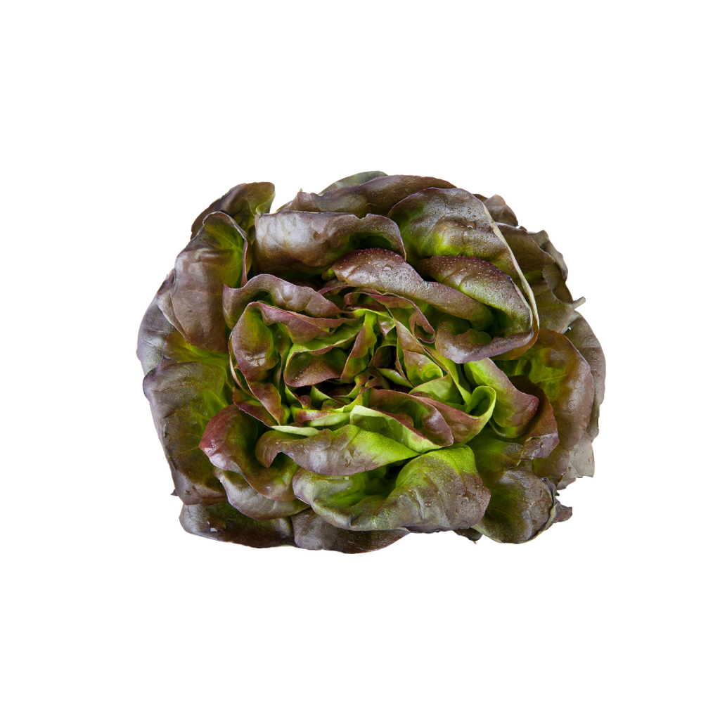 Lettuce Ivonina Batavia Seeds – GardenGuru