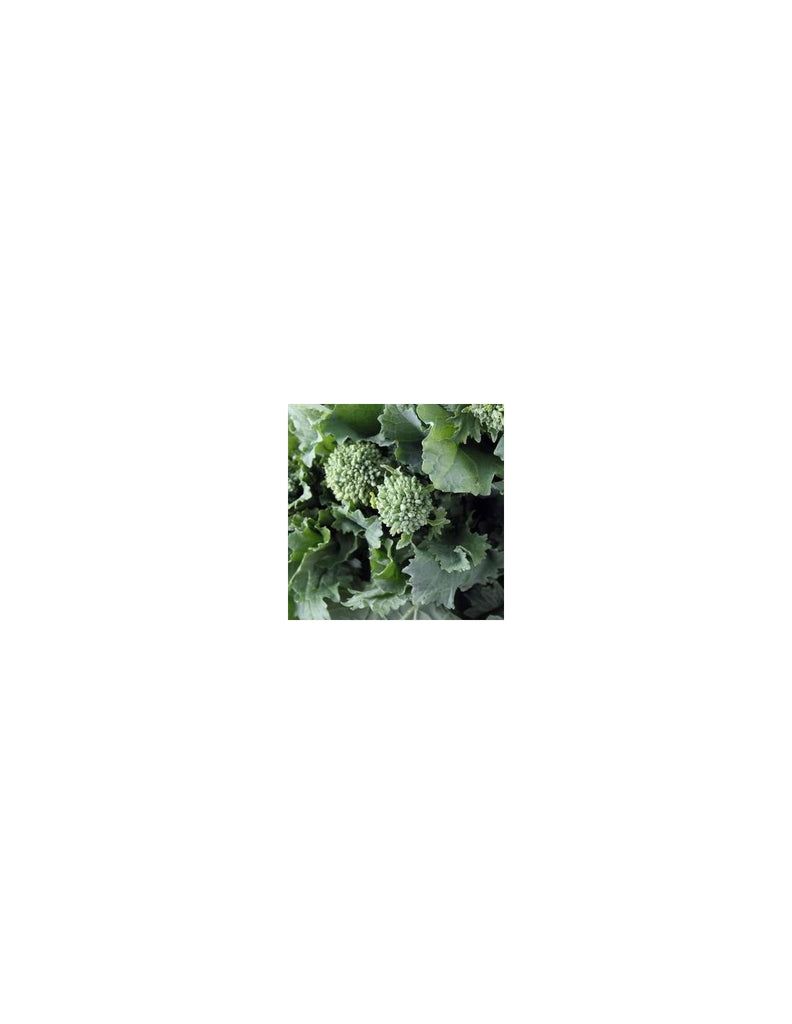 Broccoli Raab Microgreen Seeds – GardenGuru