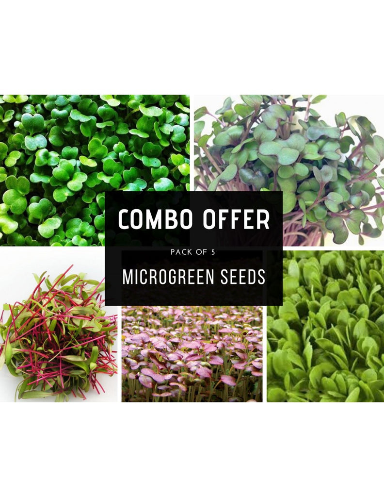 Microgreen Seeds-Combo Pack-B – GardenGuru