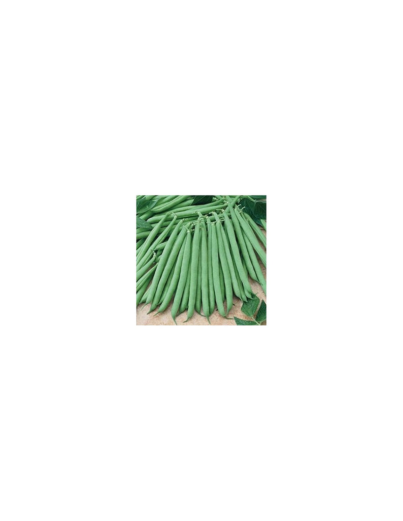 Pencil Beans Selection Nitara Seeds – GardenGuru