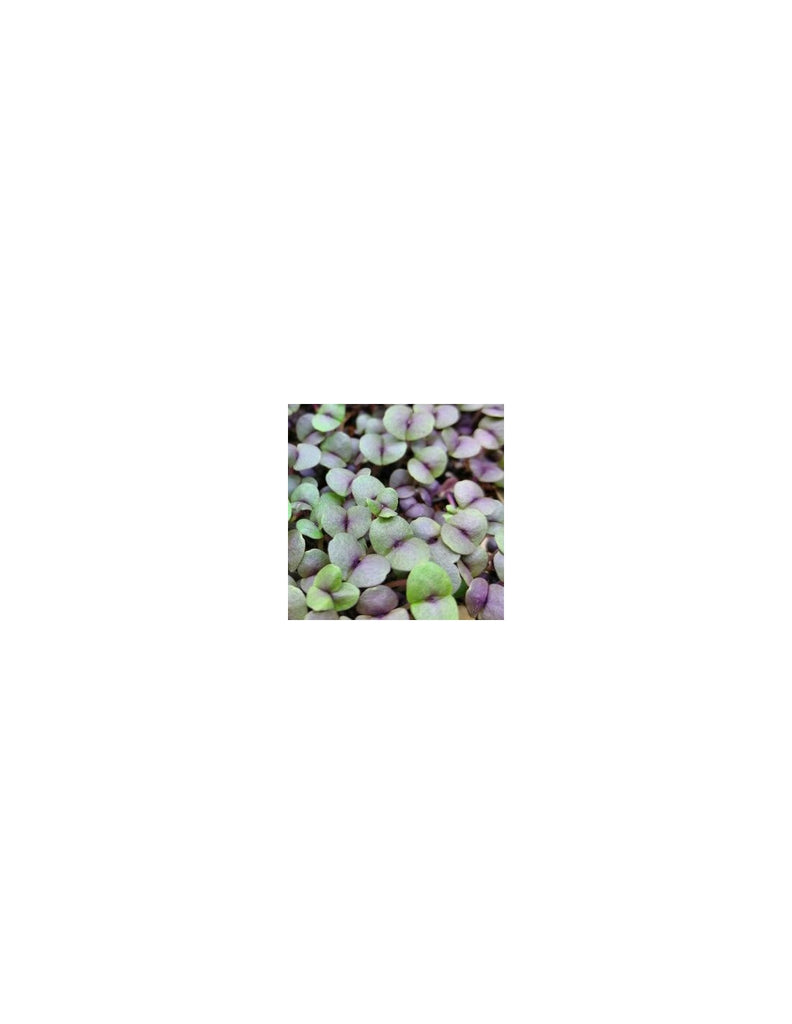 Purple Basil Microgreens – GardenGuru
